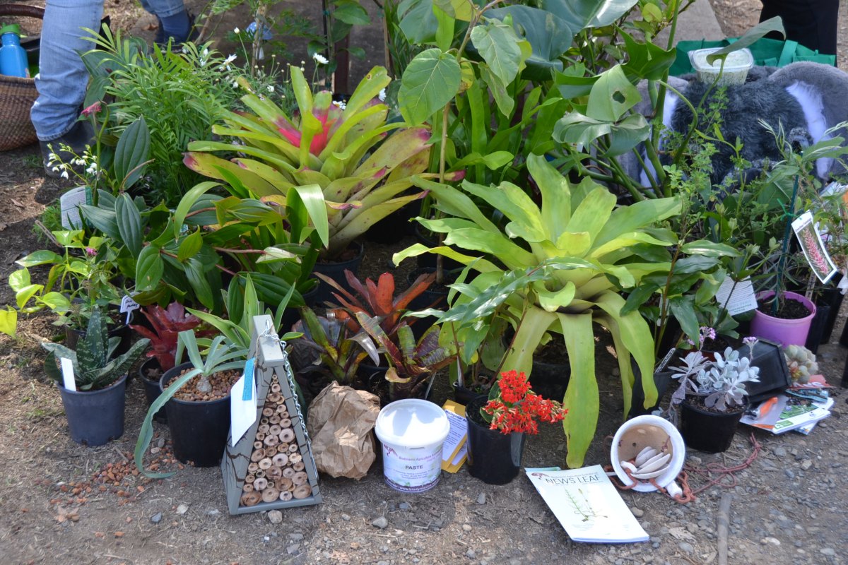 Bellingen Spring Plant Fair a success – Bellingen Plant Fair
