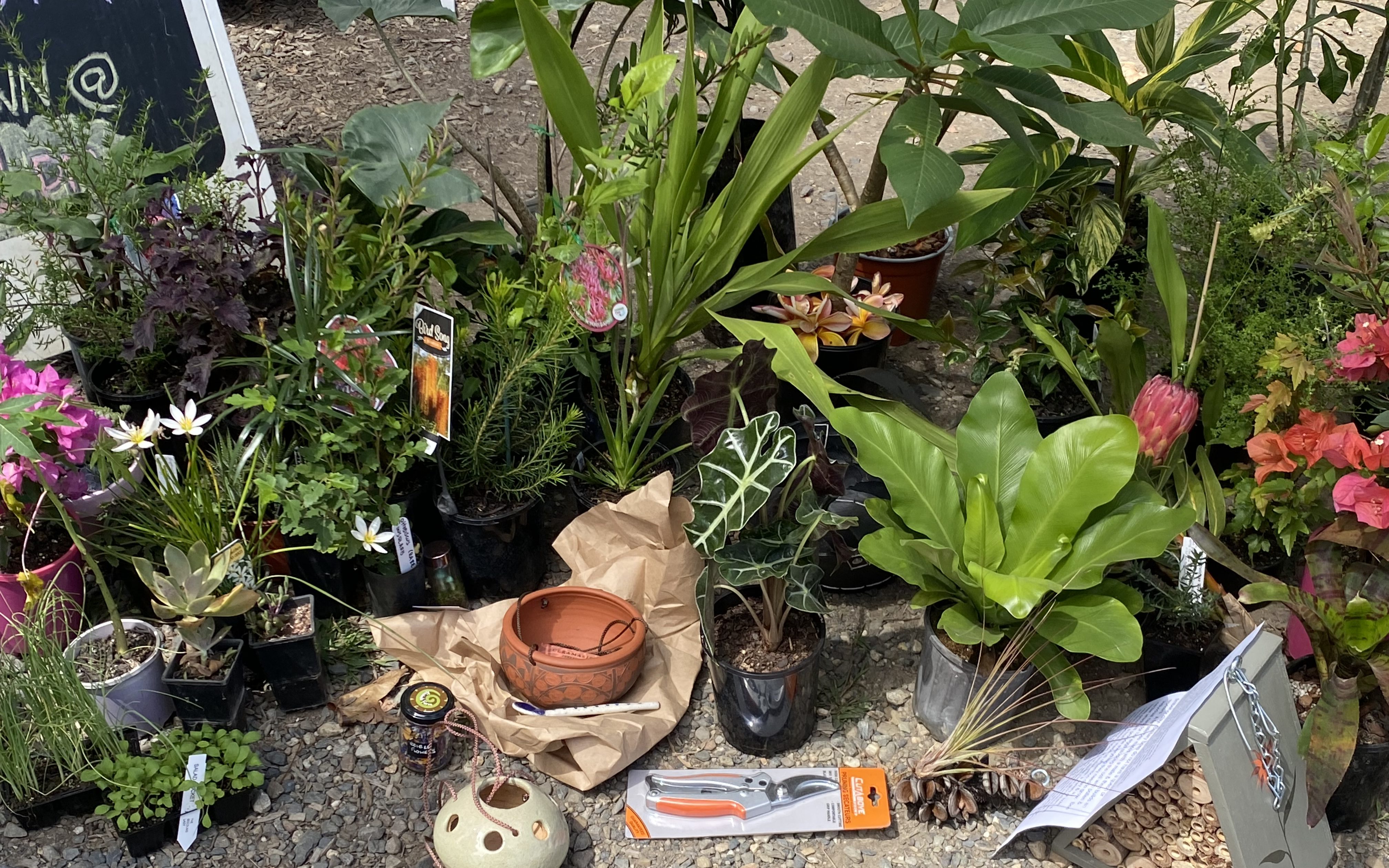 Bellingen Spring Plant Fair ready to emerge – Bellingen Plant Fair